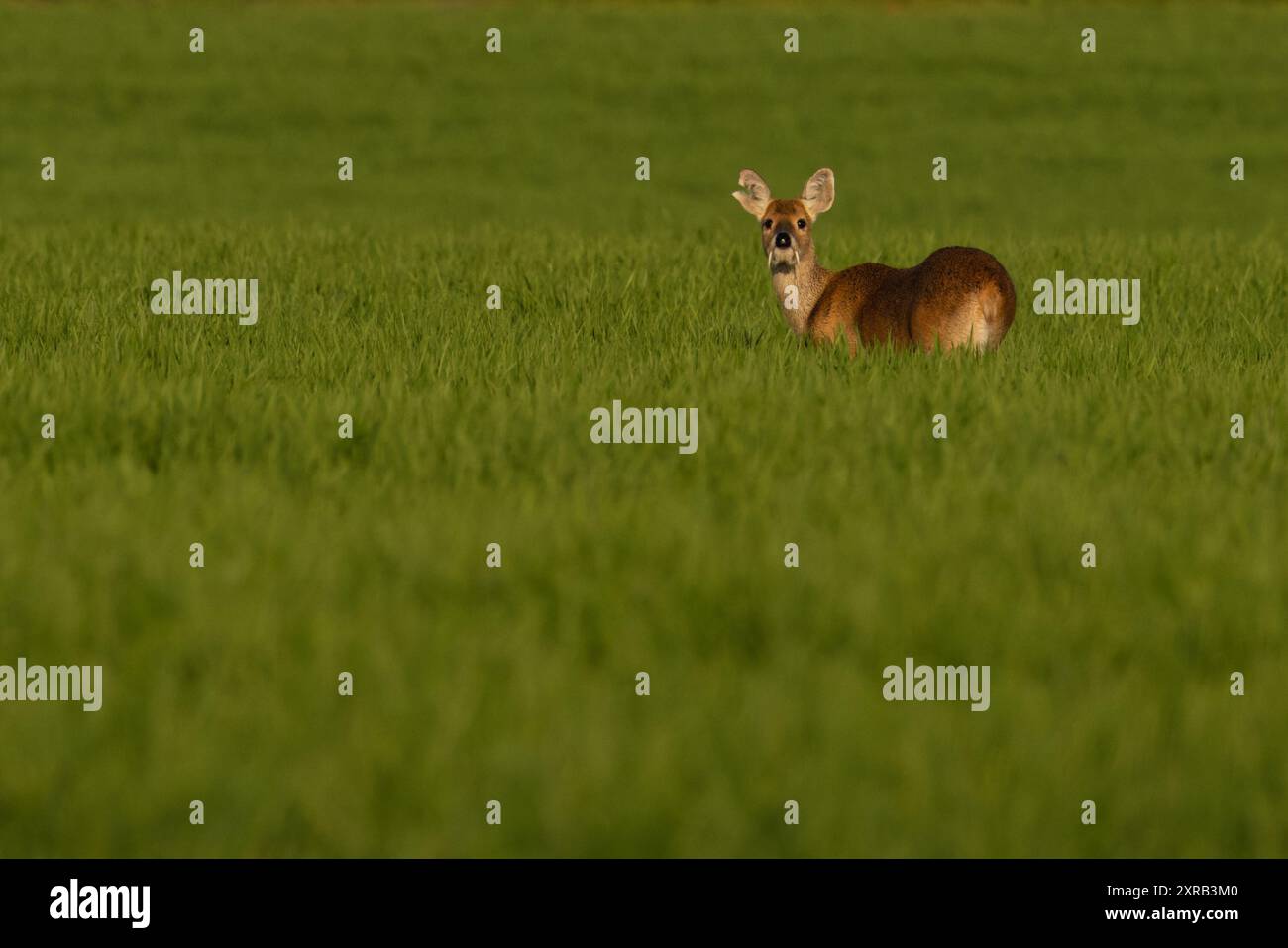 Chinese Water Deer (Hydropotes inermis) non-native Deer in wheat field ...