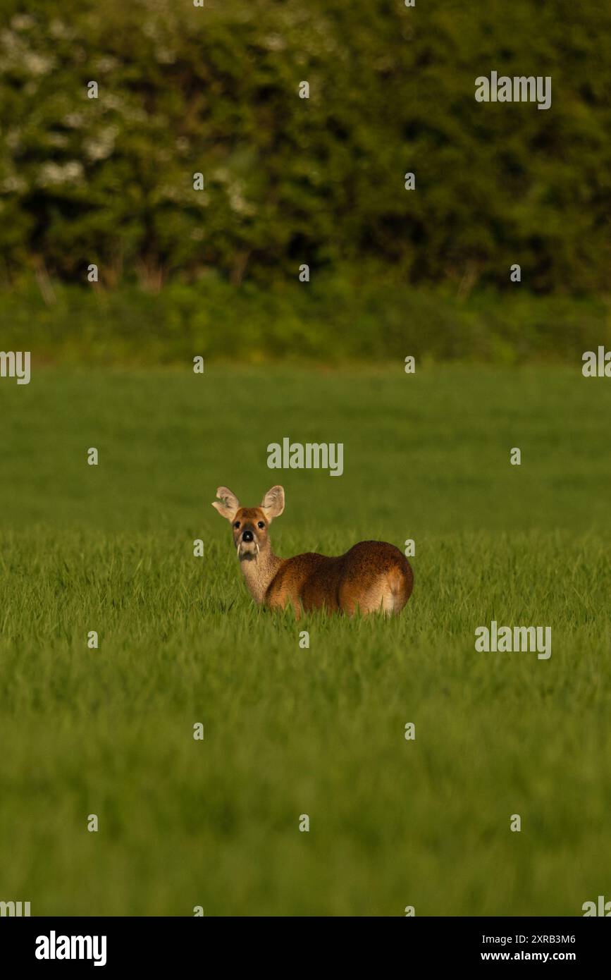 Chinese Water Deer (Hydropotes inermis) non-native Deer in wheat field ...