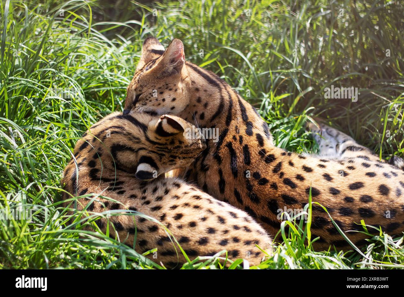 Two beautiful leopards are comfortably laying in the tall grass ...