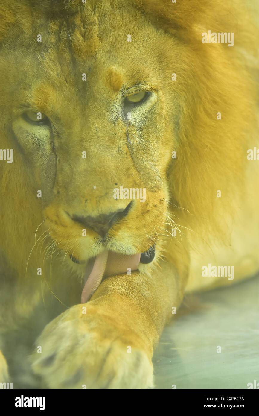 Male lion in Zoo, Rio de Janero, Brazil Stock Photo - Alamy