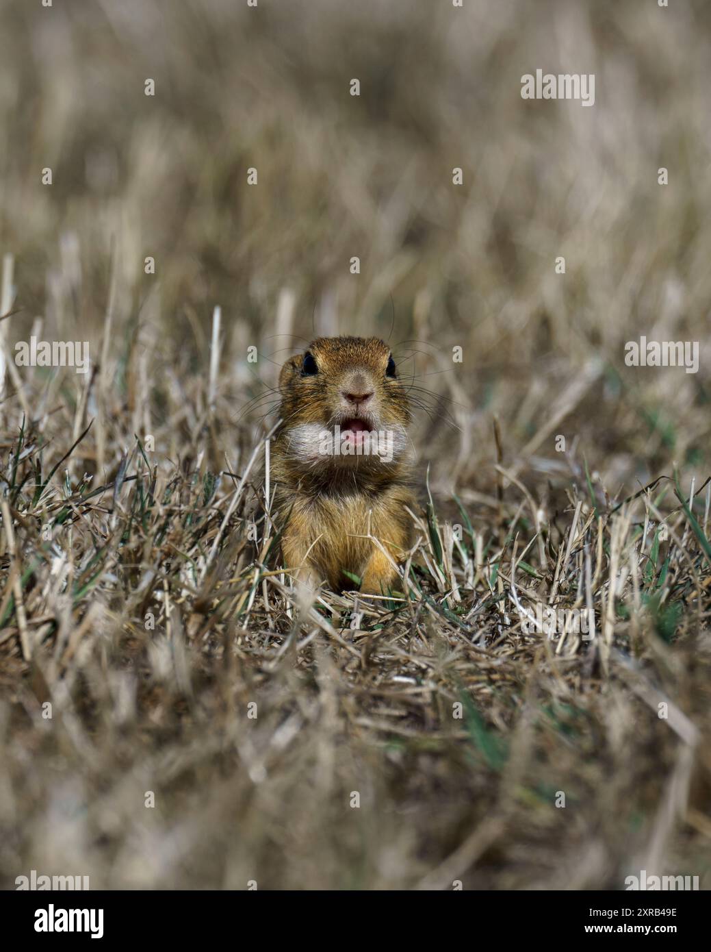 Cute small animal next to Inner lake Tihany, Hungary. European ground ...