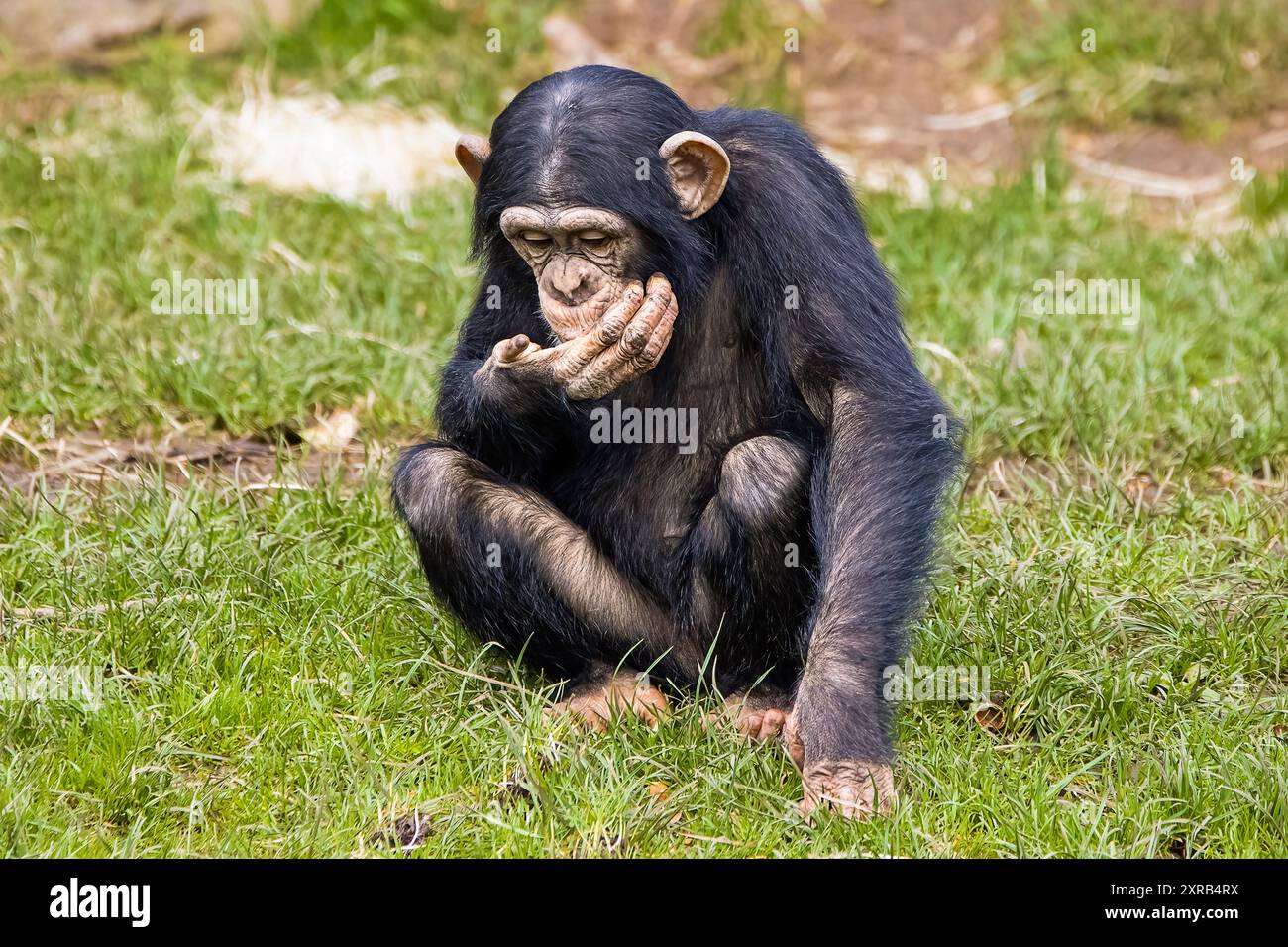 Chimp funny hi-res stock photography and images - Alamy