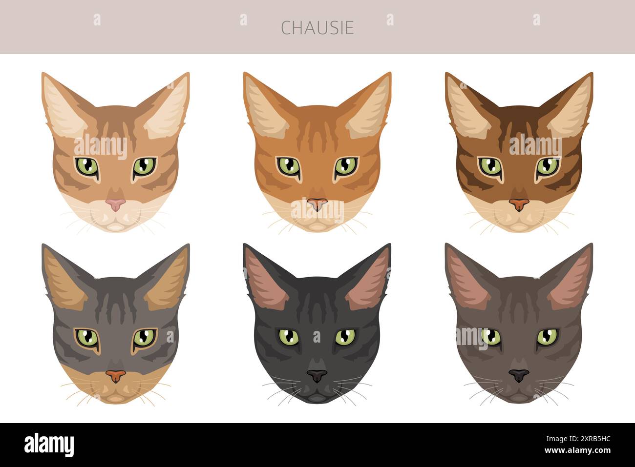 Chausie Cat clipart. All coat colors set. All cat breeds ...