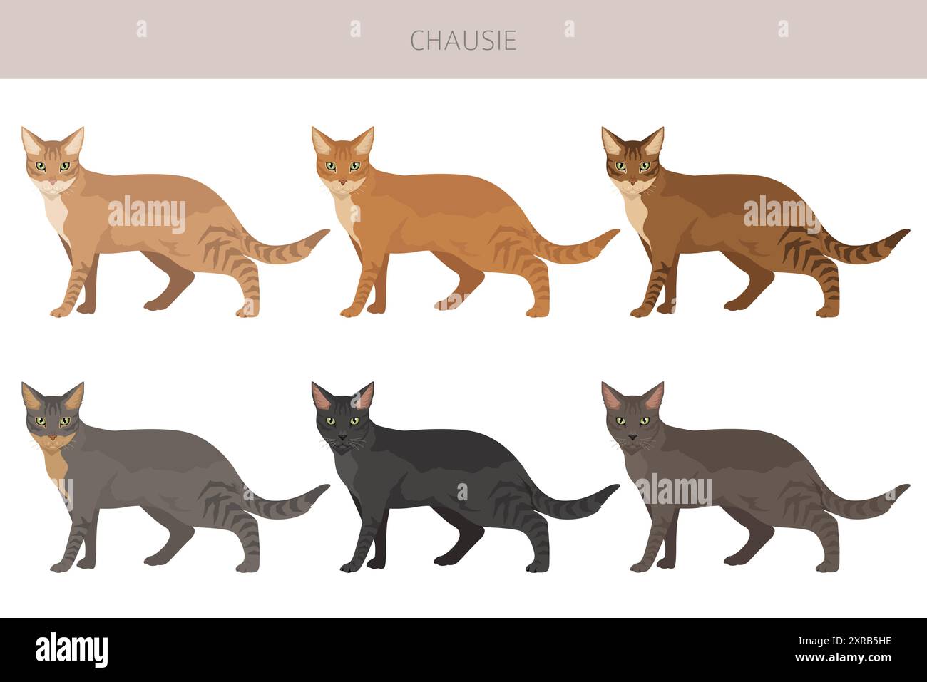 Chausie Cat clipart. All coat colors set. All cat breeds ...
