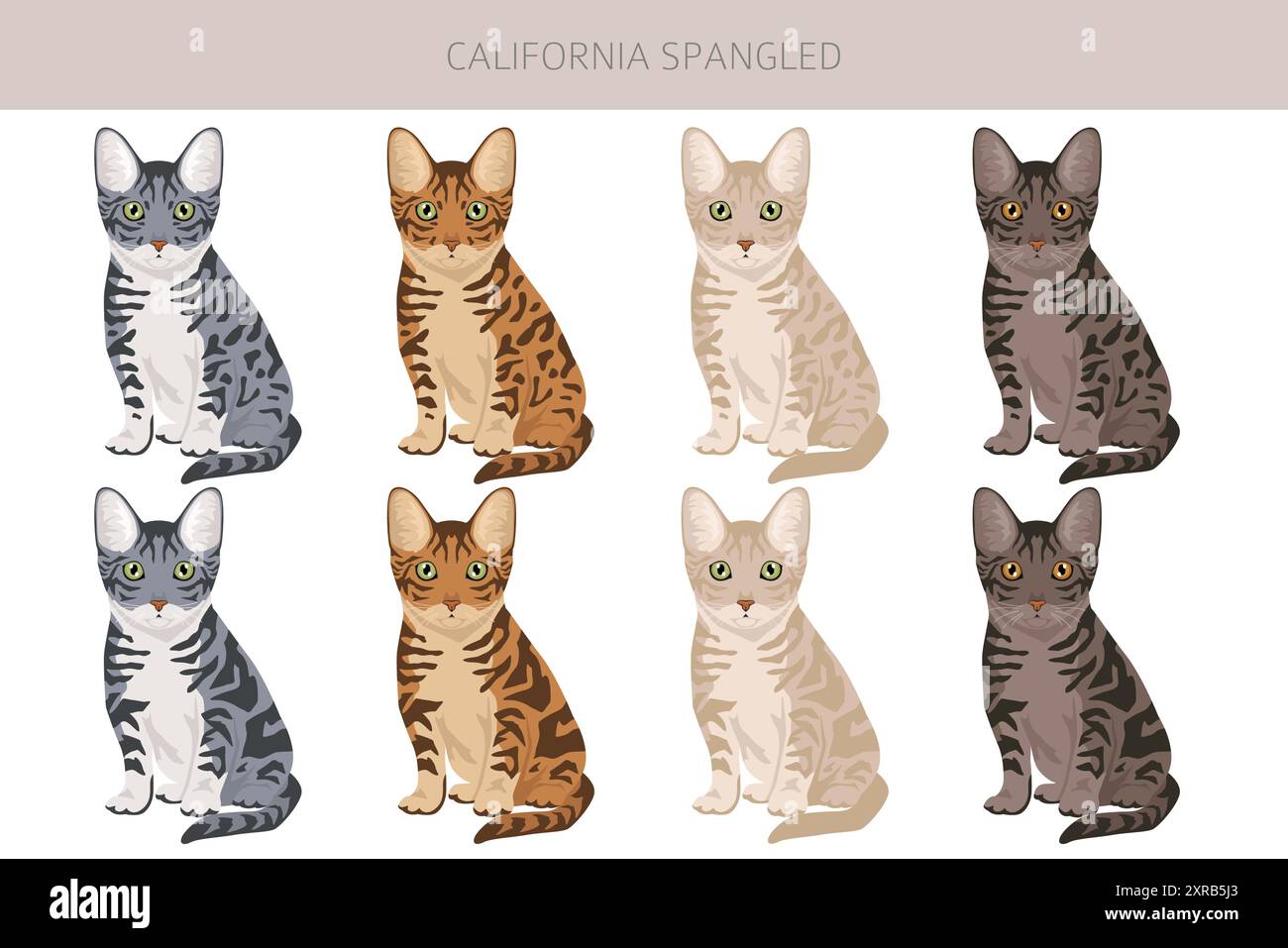 Califoria Spangled Cat clipart. All coat colors set. All cat breeds ...