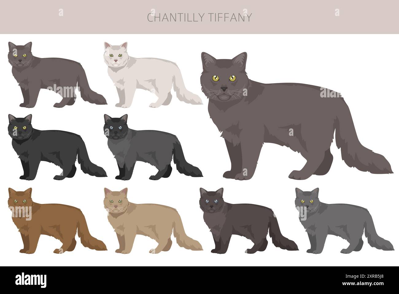 Chantilly Tiffany Cat clipart. All coat colors set. All cat breeds ...