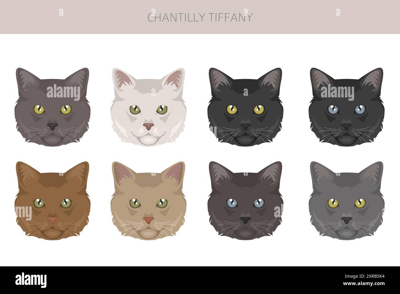 Chantilly Tiffany Cat clipart. All coat colors set. All cat breeds ...