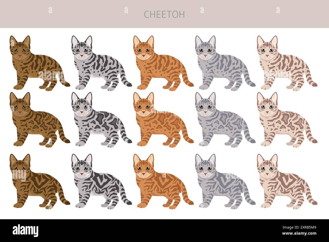 Cheetoh Cat clipart. All coat colors set. All cat breeds ...