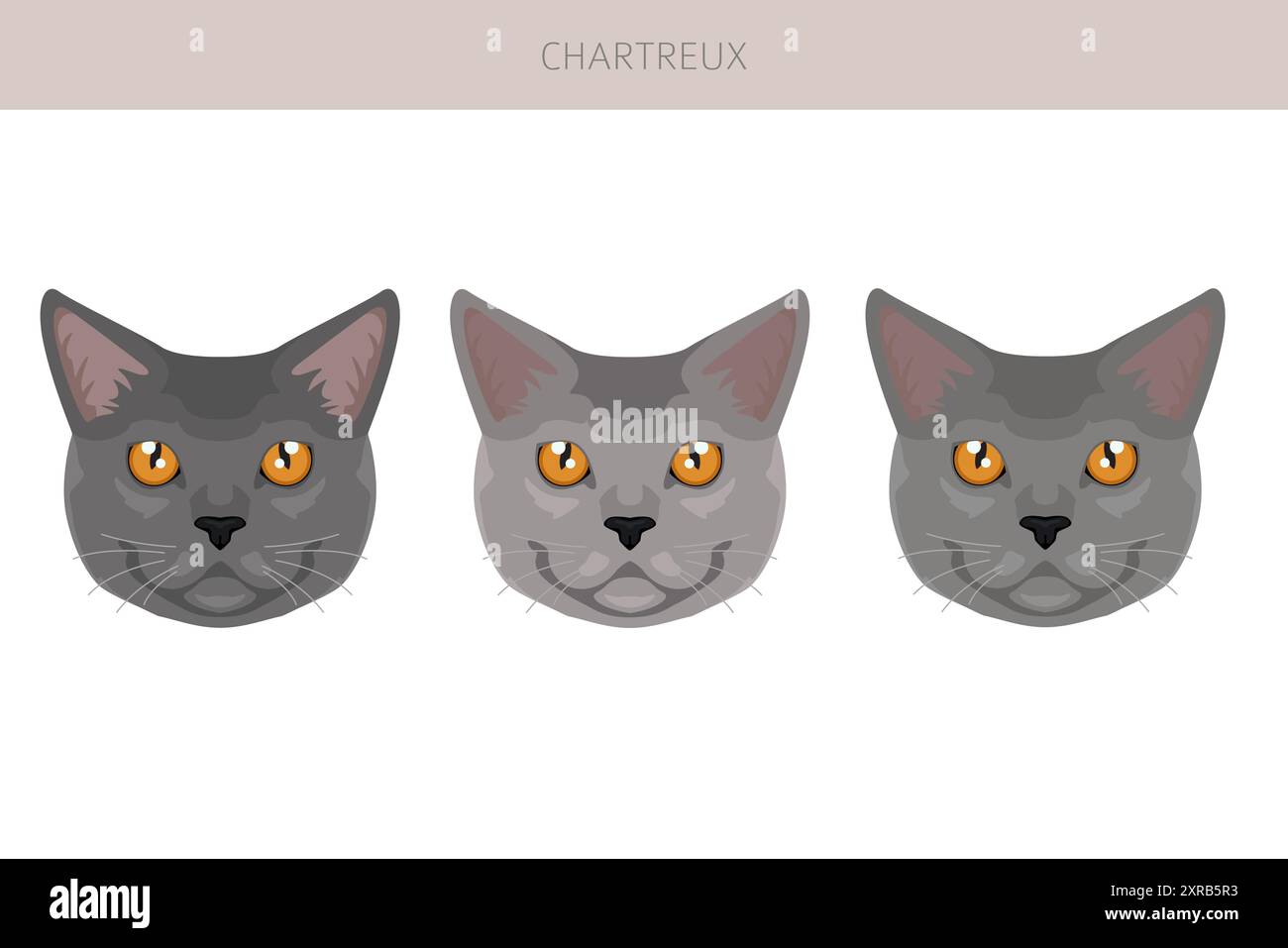Chartreux Cat clipart. All coat colors set. All cat breeds ...