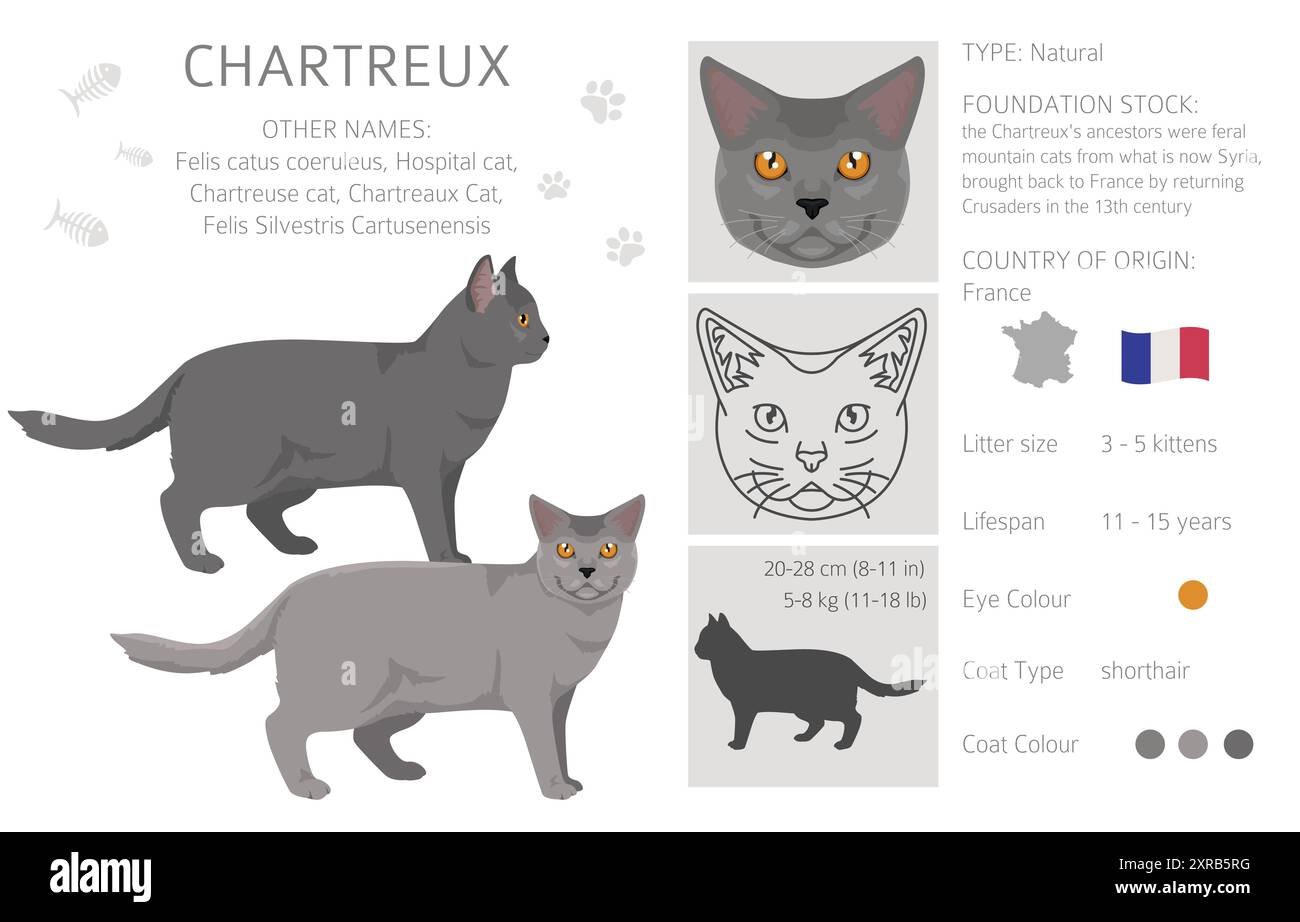 Chartreux Cat clipart. All coat colors set. All cat breeds ...