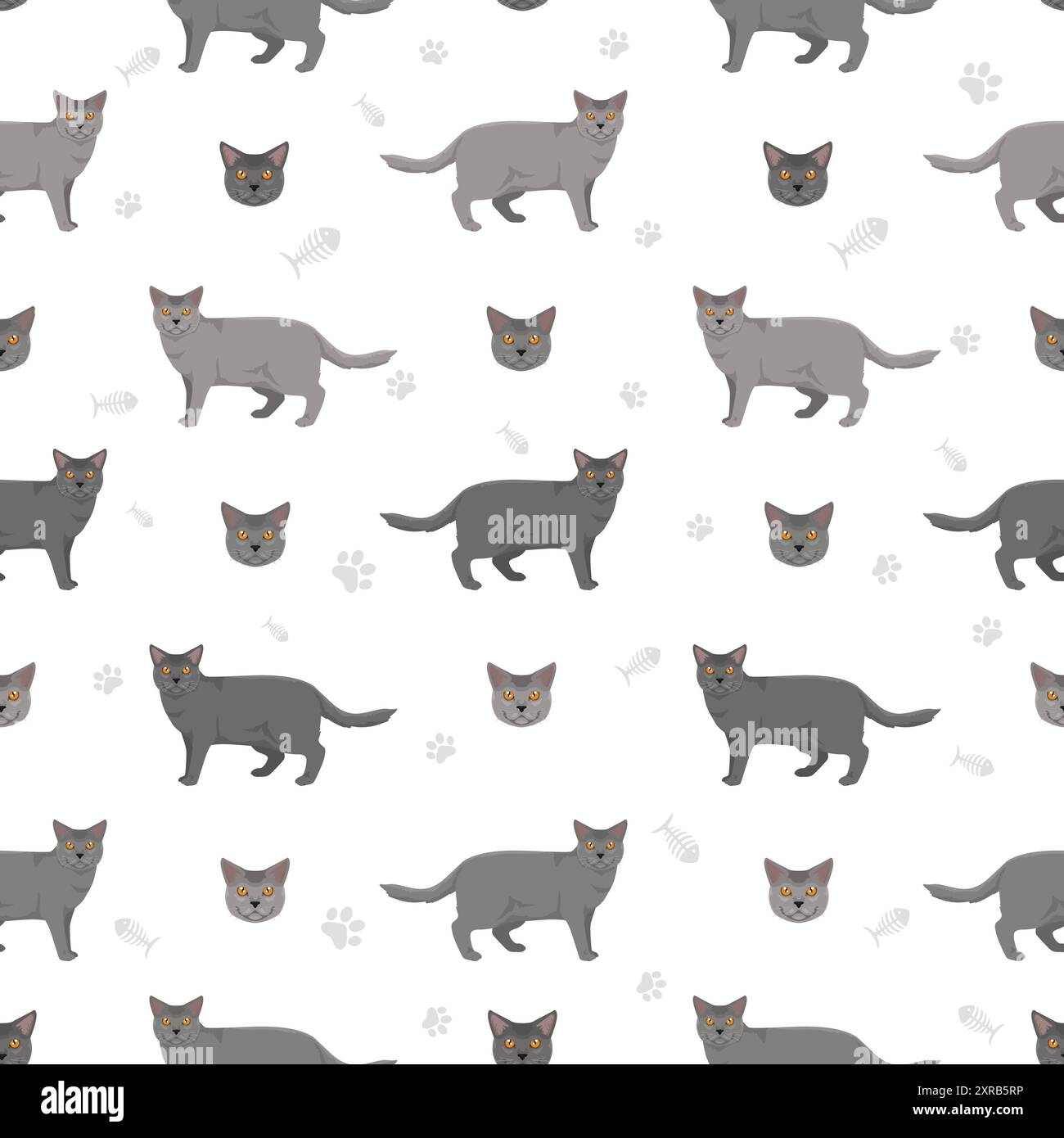 Chartreux Cat seamless pattern. All coat colors set. All cat breeds ...
