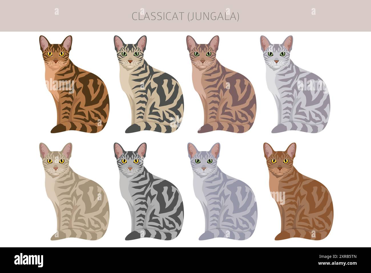 Classicat, Jungala Cat clipart. All coat colors set. All cat breeds ...