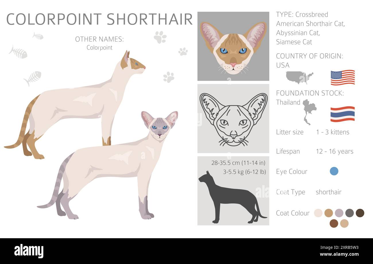 Colorpoint shorthair Cat clipart. All coat colors set. All cat breeds ...