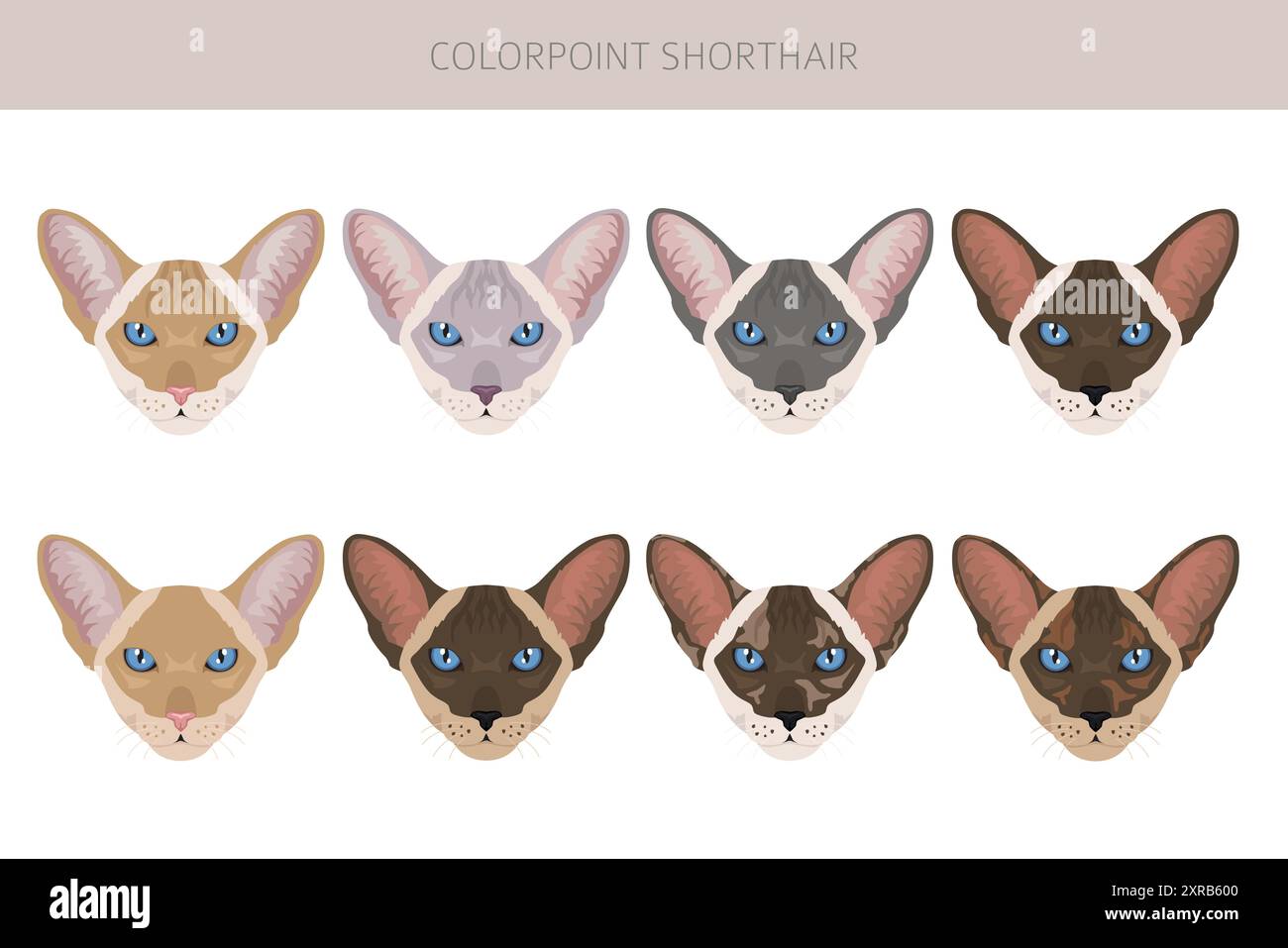 Colorpoint shorthair Cat clipart. All coat colors set. All cat breeds ...