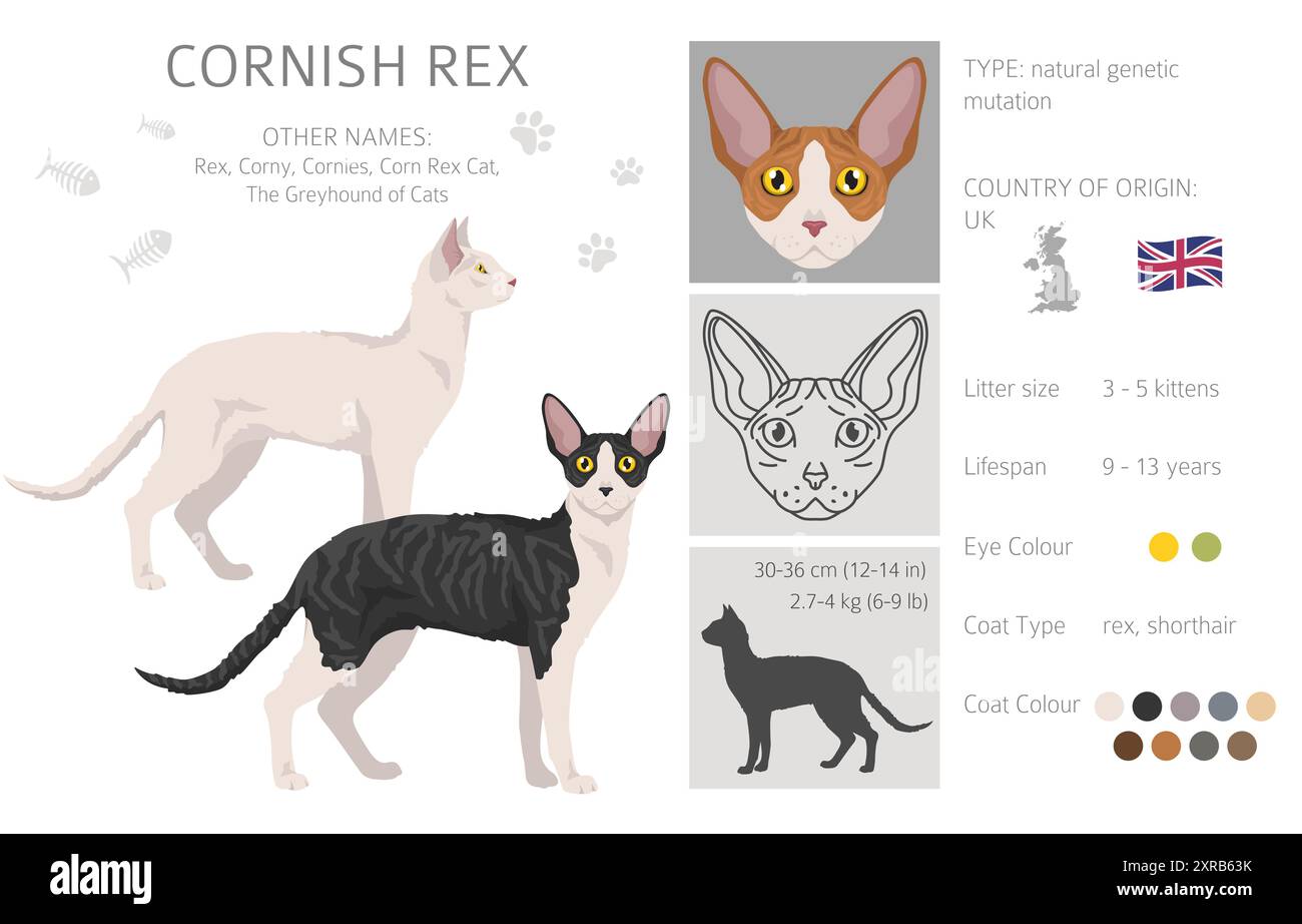 Cornish Rex Cat clipart. All coat colors set. All cat breeds ...