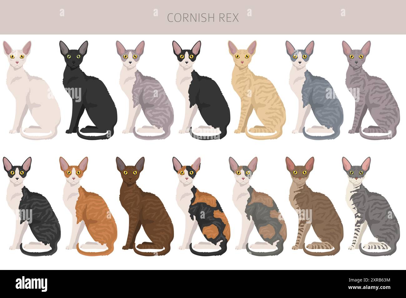 Cornish Rex Cat clipart. All coat colors set. All cat breeds ...