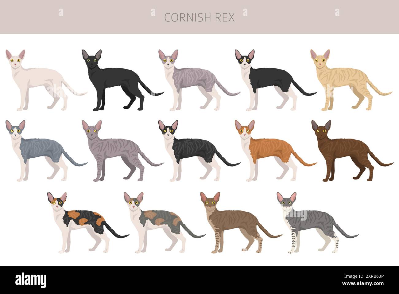 Cornish Rex Cat clipart. All coat colors set. All cat breeds ...