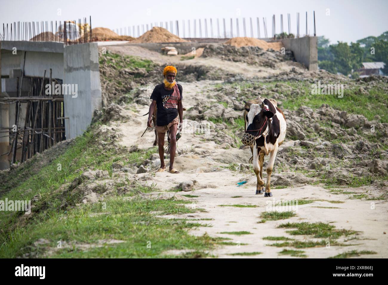 Bangladeshi farmer with Cows on the road go to filed.Village farmer daily rural life.Bangladesh ...