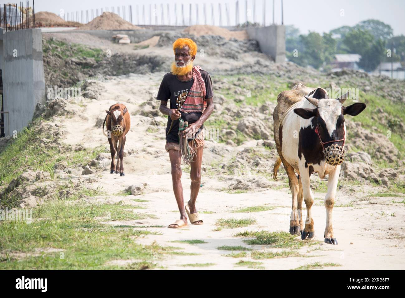 Bangladeshi farmer with Cows on the road go to filed.Village farmer daily rural life.Bangladesh ...