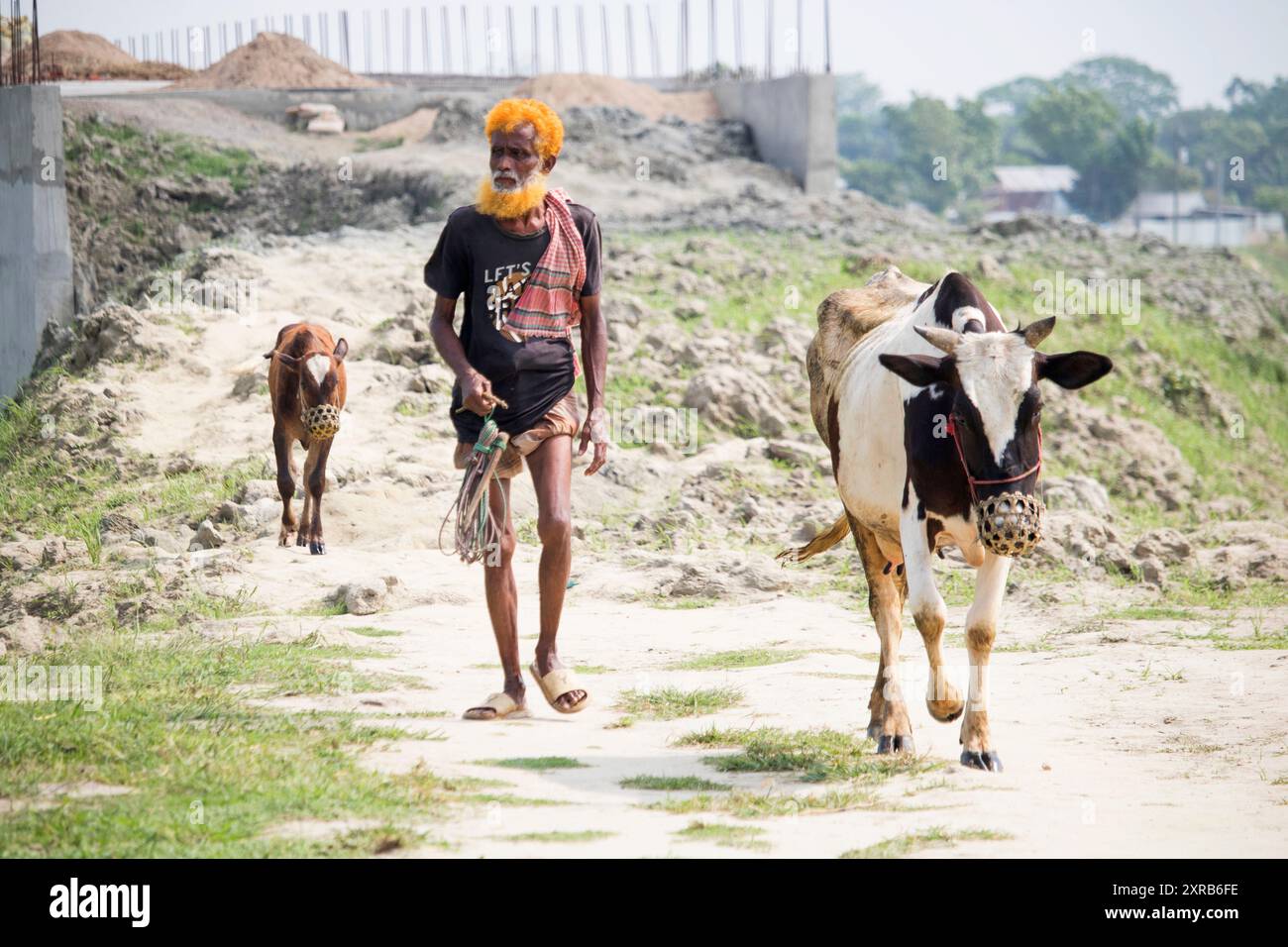 Bangladeshi farmer with Cows on the road go to filed.Village farmer daily rural life.Bangladesh ...