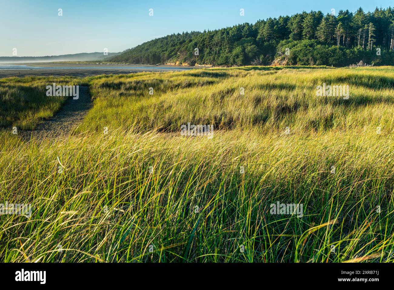A scene with grass growing near the beach at Moclips, Washington Stock ...