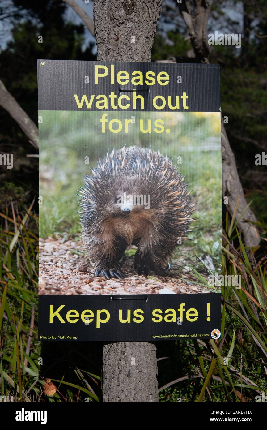 A road sign photograph of a Tasmanian short-beaked echidna ...