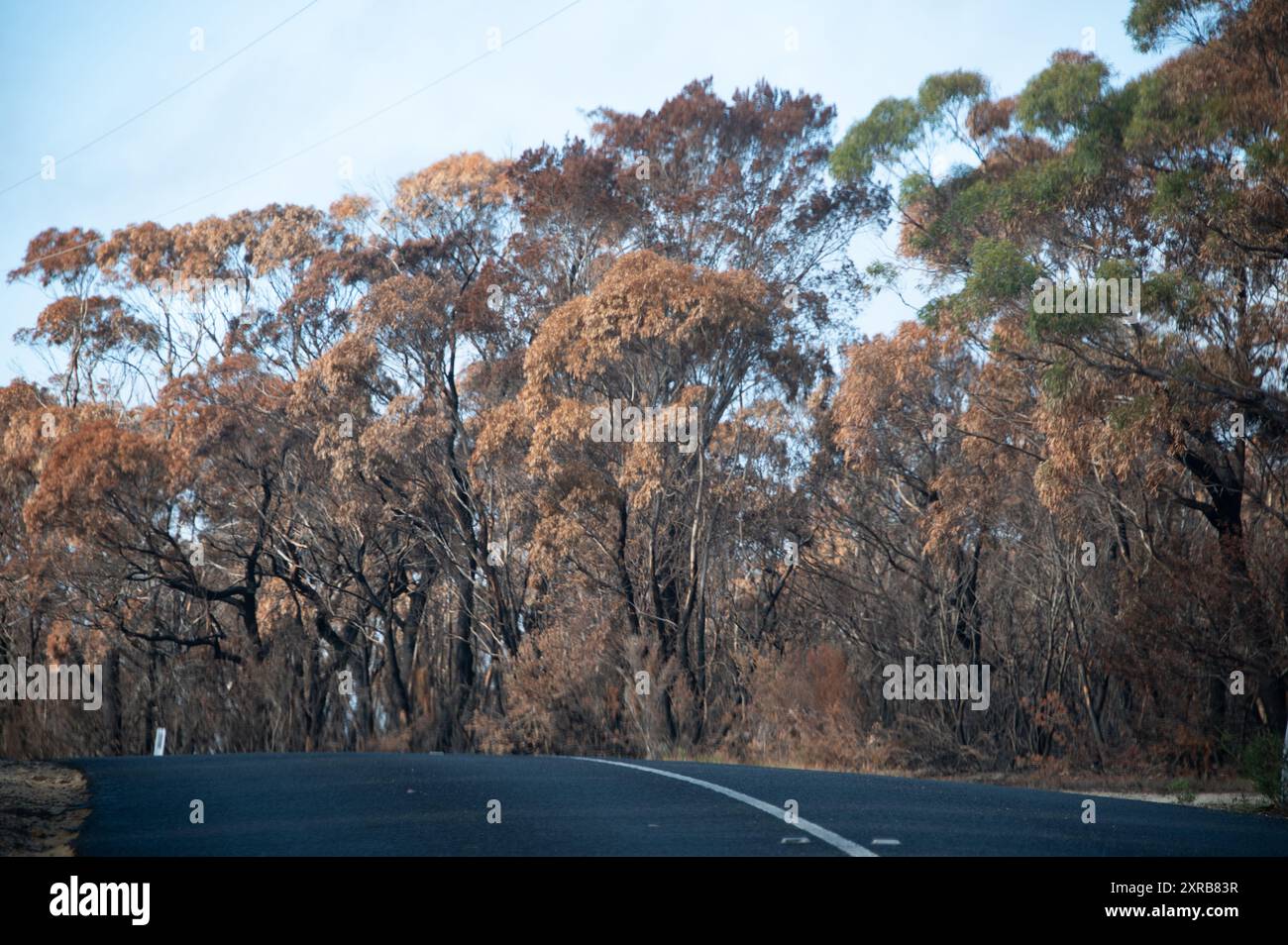Beside a highway are a clump of Tasmanian Blue gum trees with their ...