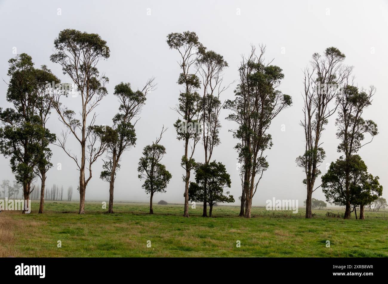 Early Autumn morning mists are a line of Tasmanian blue gum trees ...