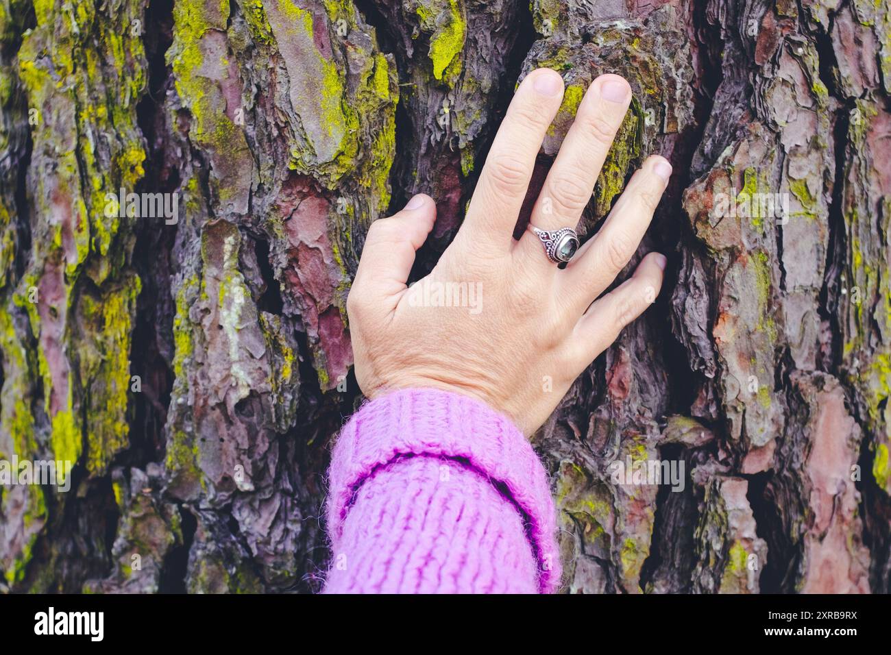 poc of woman hand touching and caressing trunk tree in nature and ...