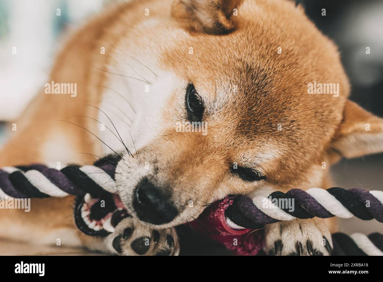 One lovely puppy of shiba inu playing with dog toy cord and having fun ...