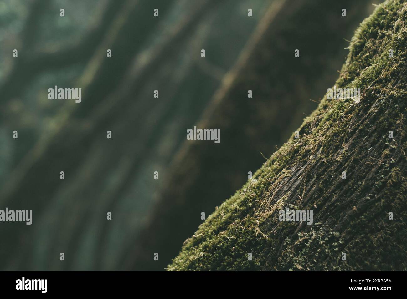 Background landscape of beautiful nature trees forest with bush foliage ...