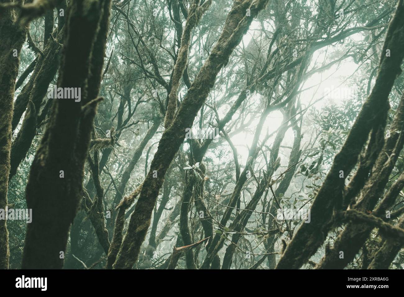 Background landscape of beautiful nature trees forest with bush foliage ...