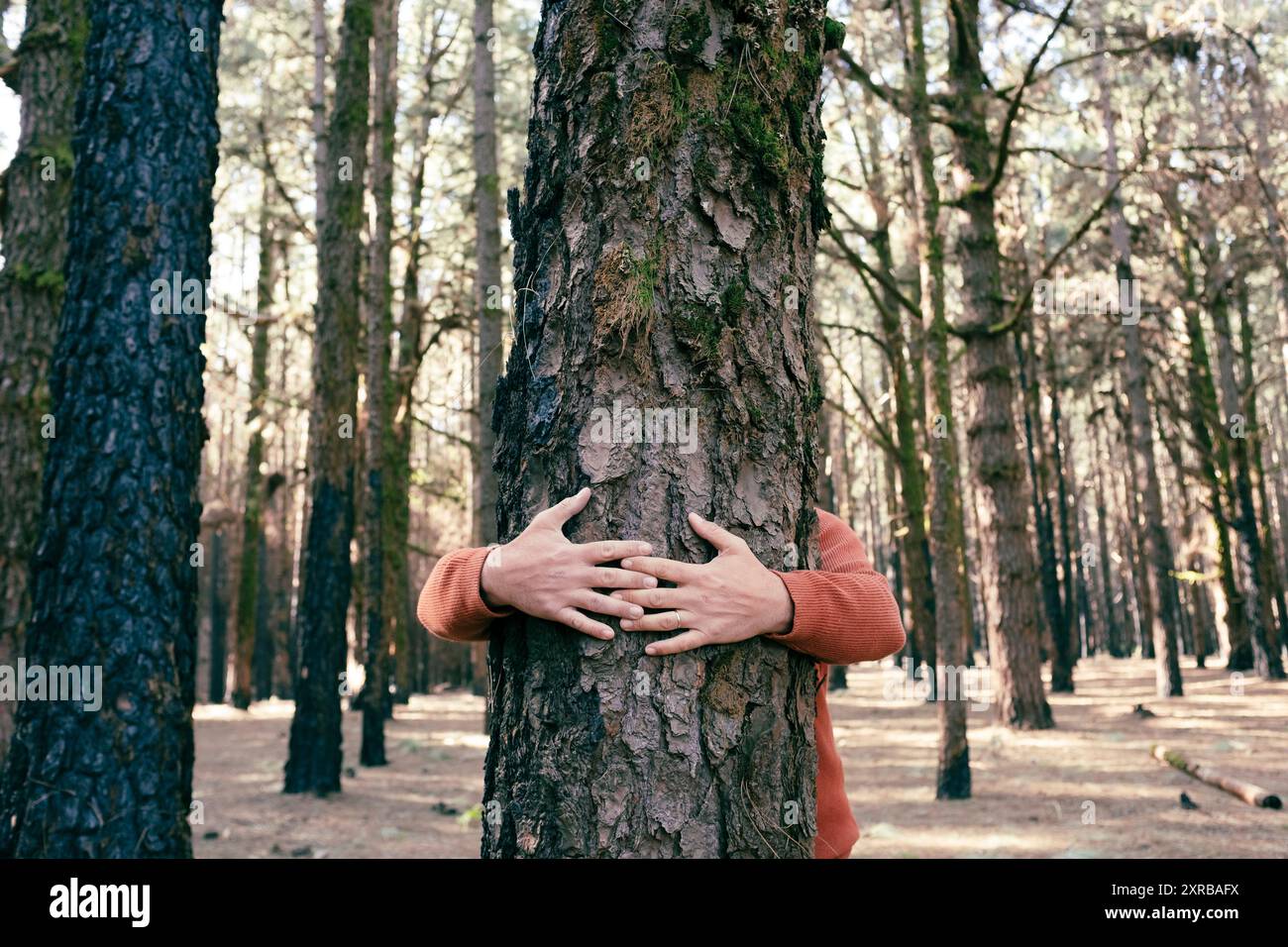 Nature lover hugging trunk tree with green musk in tropical woods ...