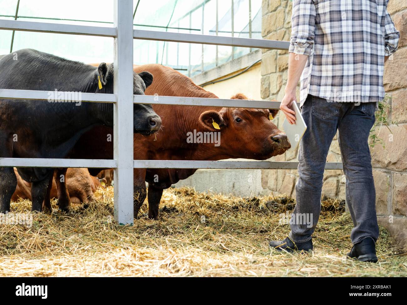 Livestock inspection. Cows and farmer Stock Photo - Alamy