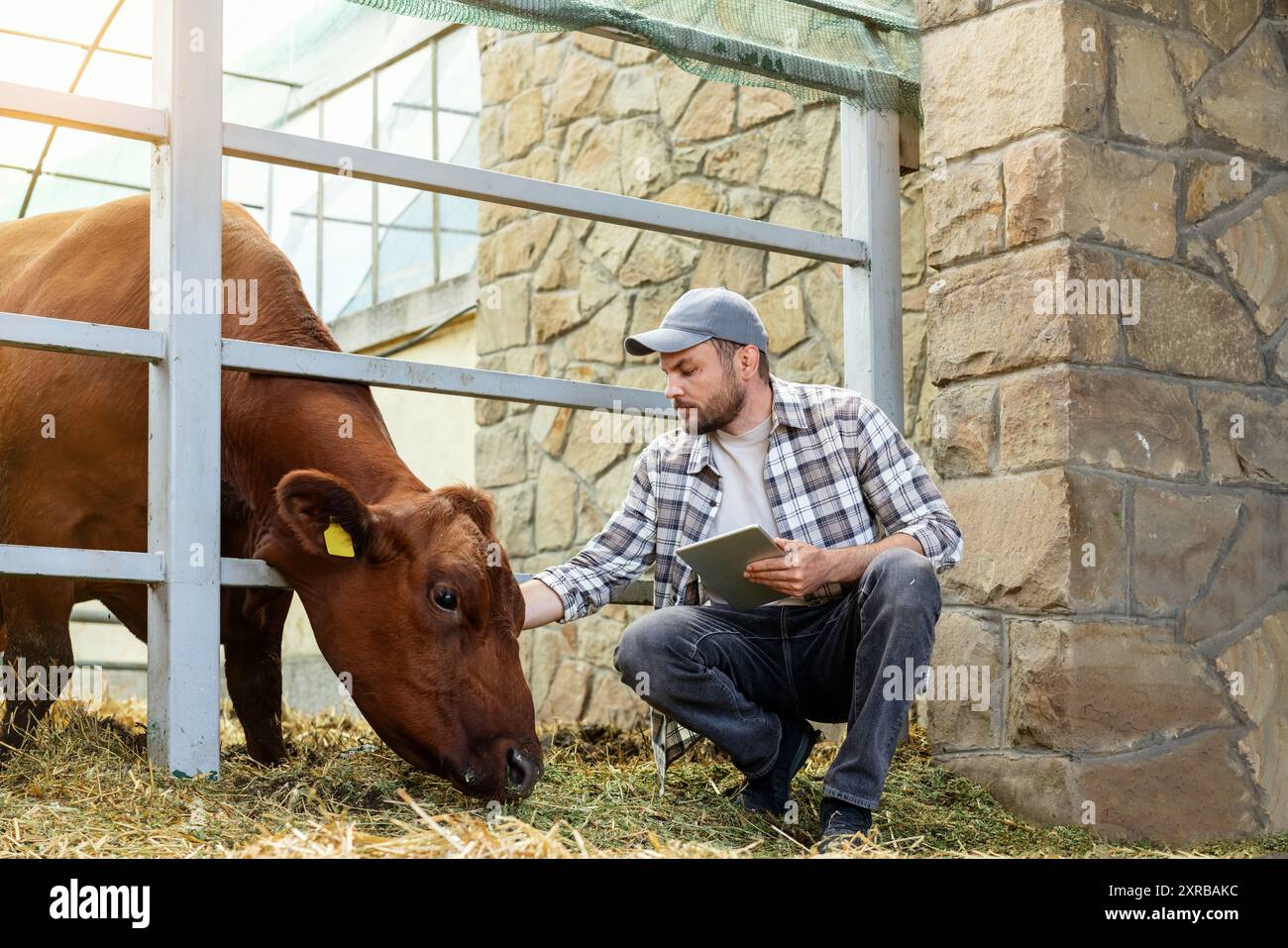 Livestock inspection. Vet or quality control worker inspecting cows in ...
