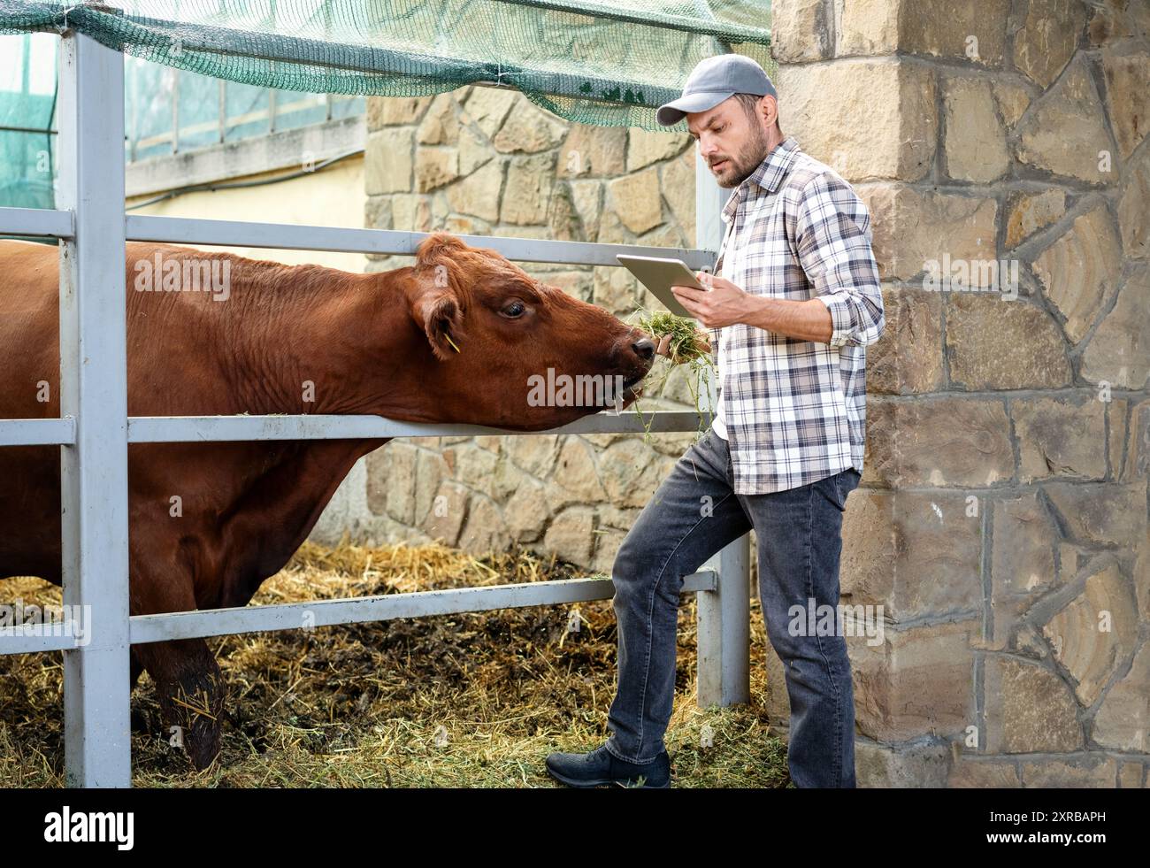 Male farmer uses digital tablet in cattle ranch. Smart farming. Digital transformation in ...