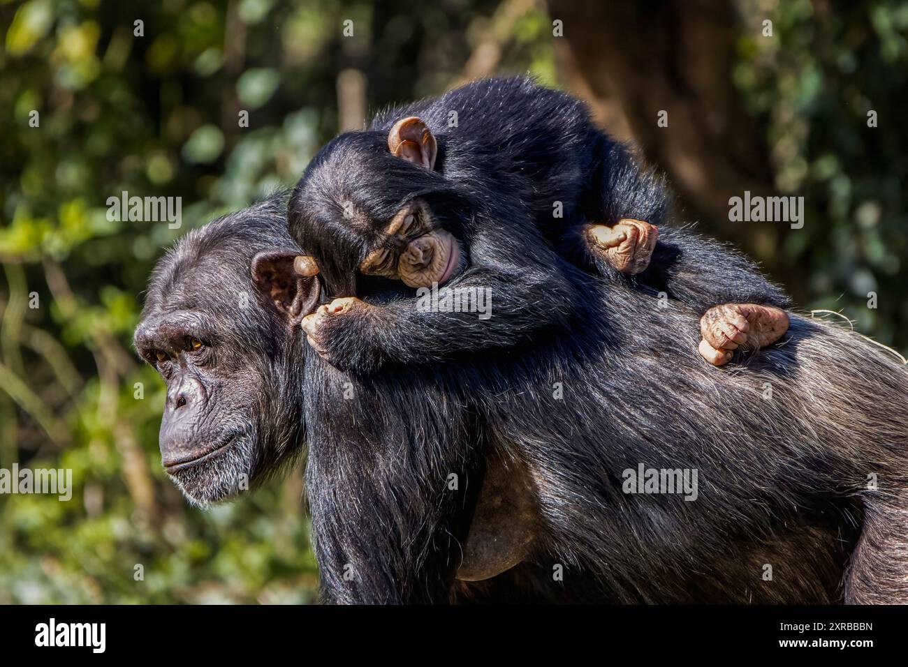 young chimp and mum Stock Photo - Alamy