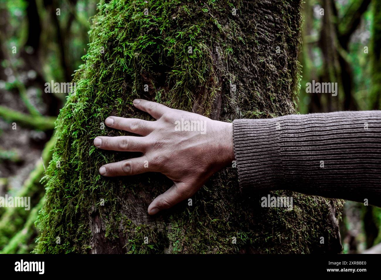 One man hand touching softly a green trunk tree covered in musk. People ...