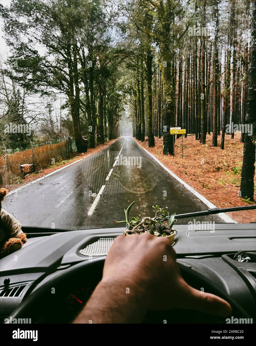 One man pov or his hands driving a vehicle on a long scenic trees ...