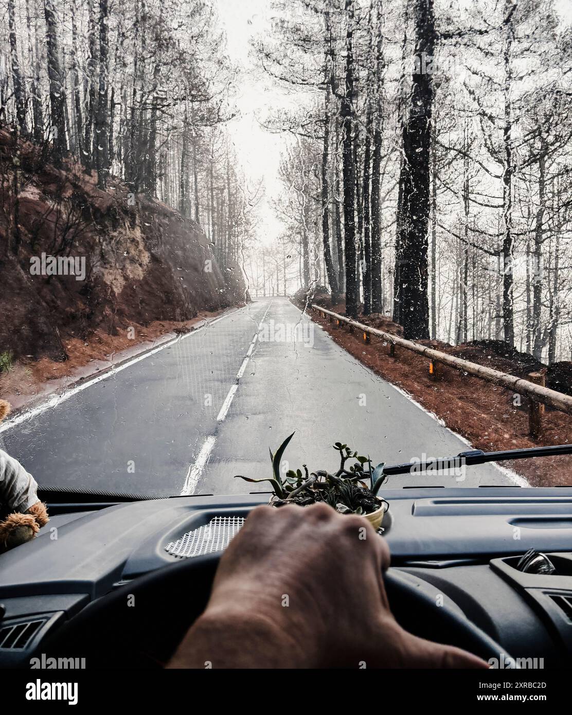 One man pov or his hands driving a vehicle on a long scenic trees ...