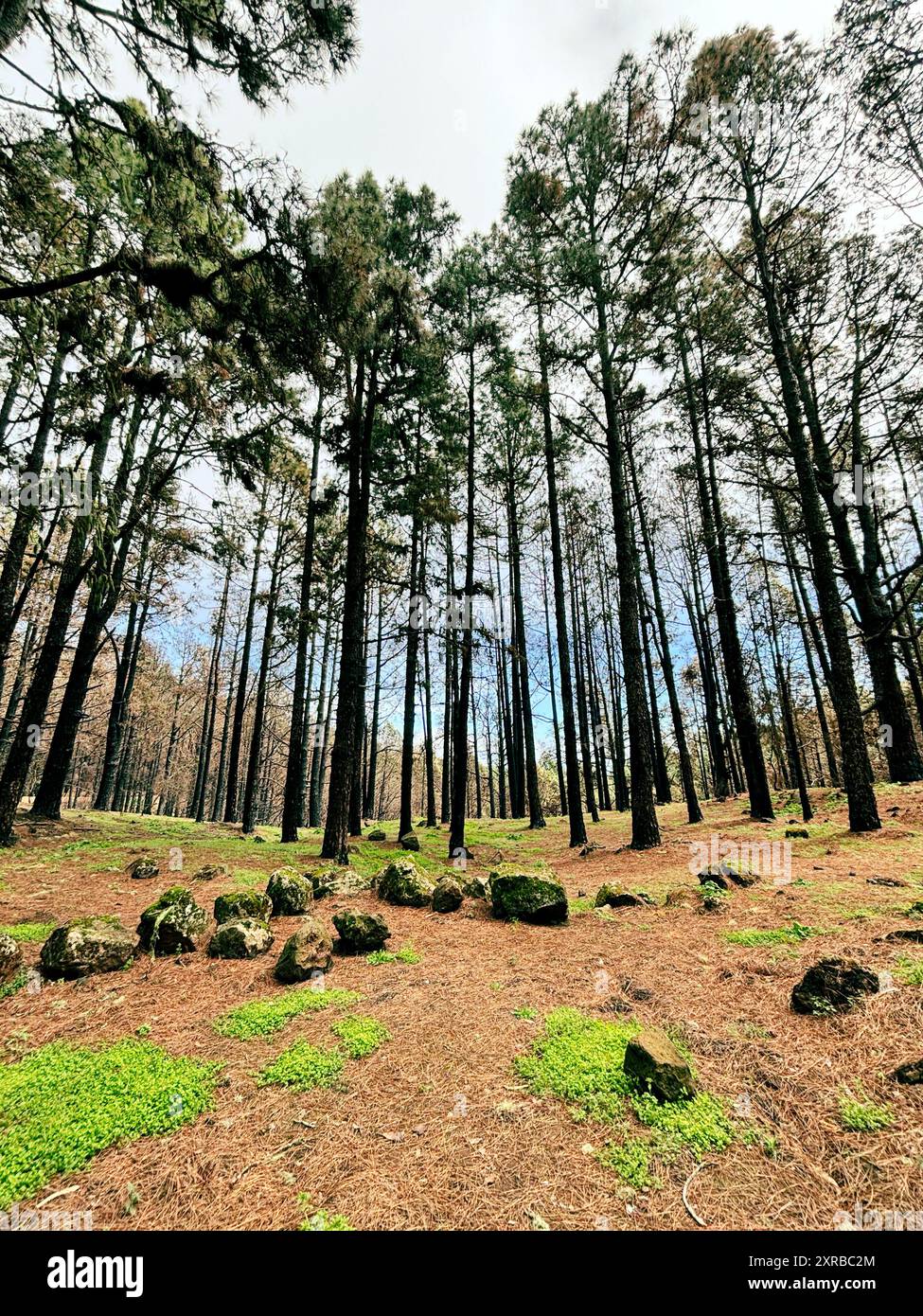 Forest beautiful landscape with green musk and high trees. Woods and ...