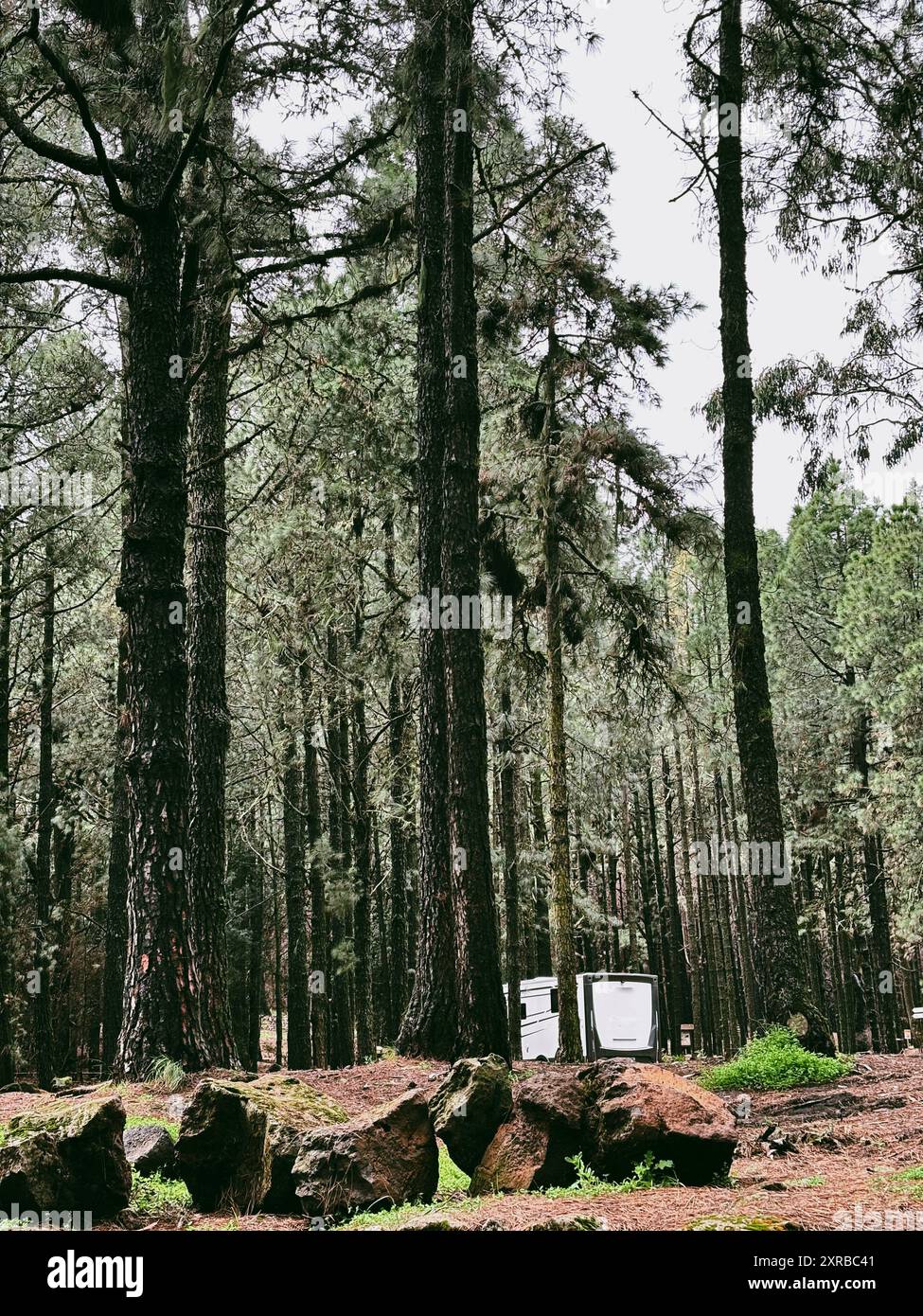 Camper van motorhome parking in the forest enjoying freedom and vanlife ...