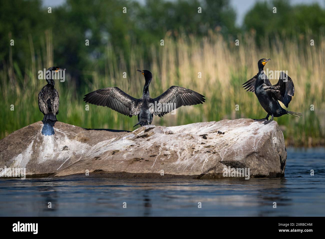 Double-crested cormorants spanning their wings to dry on a rock along ...