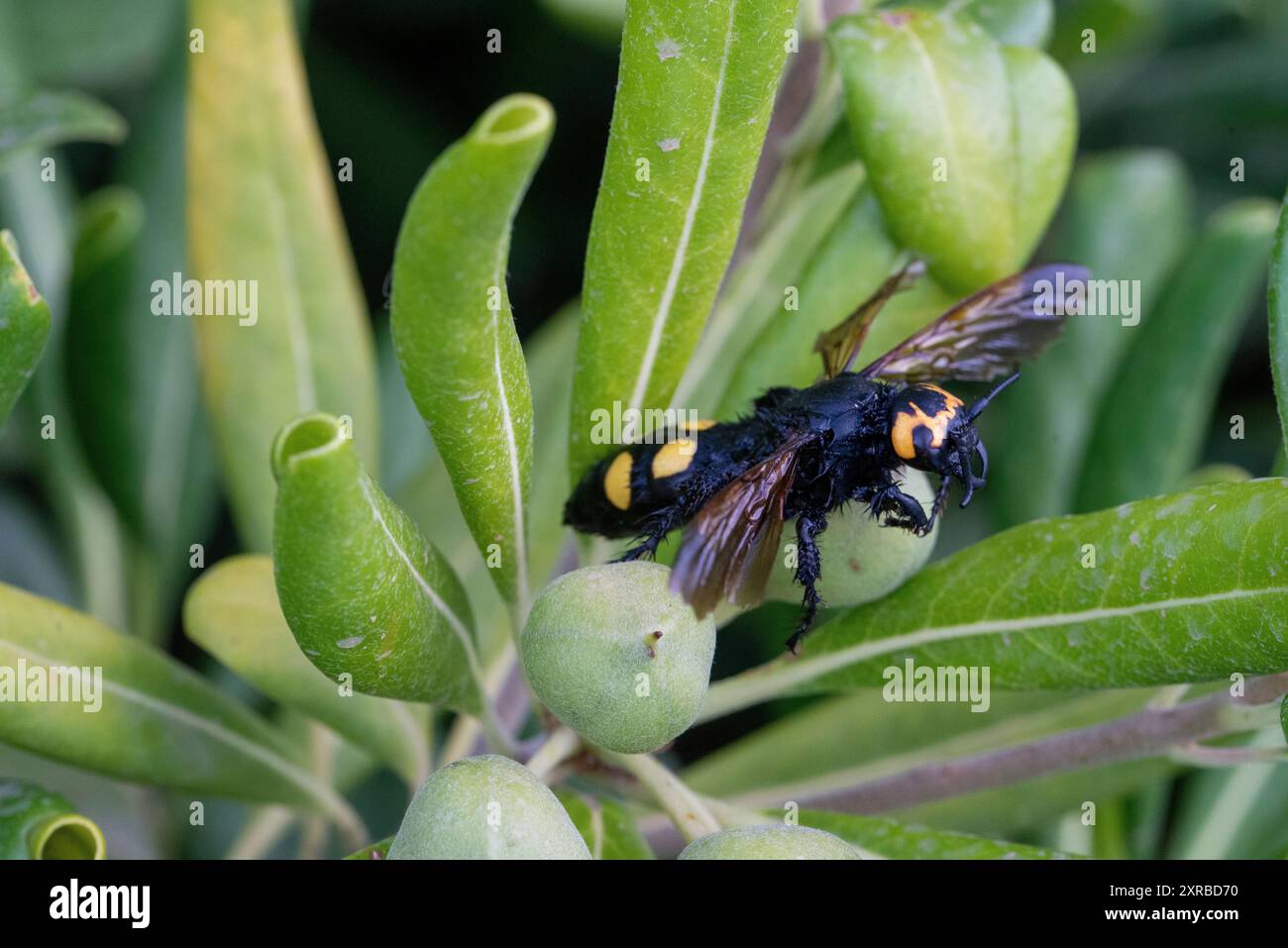 mammoth wasp, female, Megascolia maculata flavifrons Fabricius Stock ...