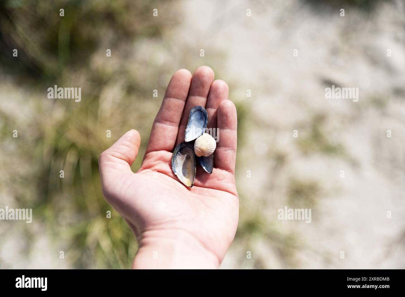 Hand and shells hi-res stock photography and images - Alamy