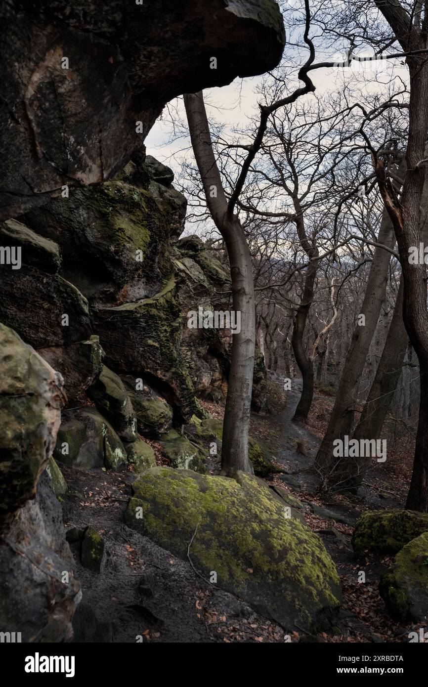 Tree on the Hamburg coat of arms, part of the Devil's Wall in the Harz ...