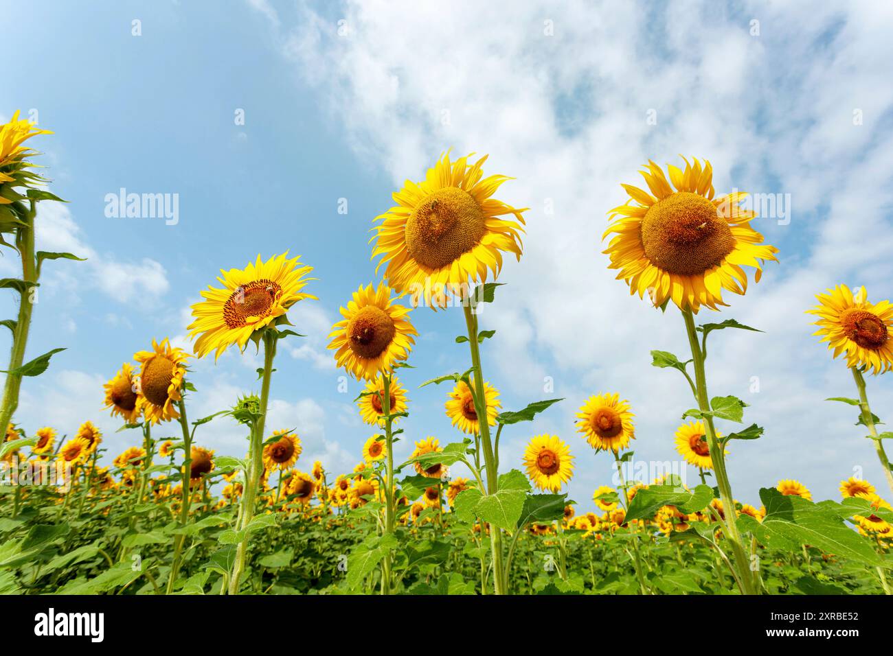 Field of sunflowers in full spring bloom with bee pollination Stock ...