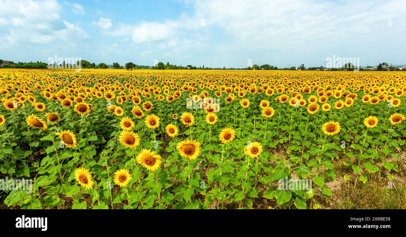 Field of sunflowers in full spring bloom with bee pollination Stock ...