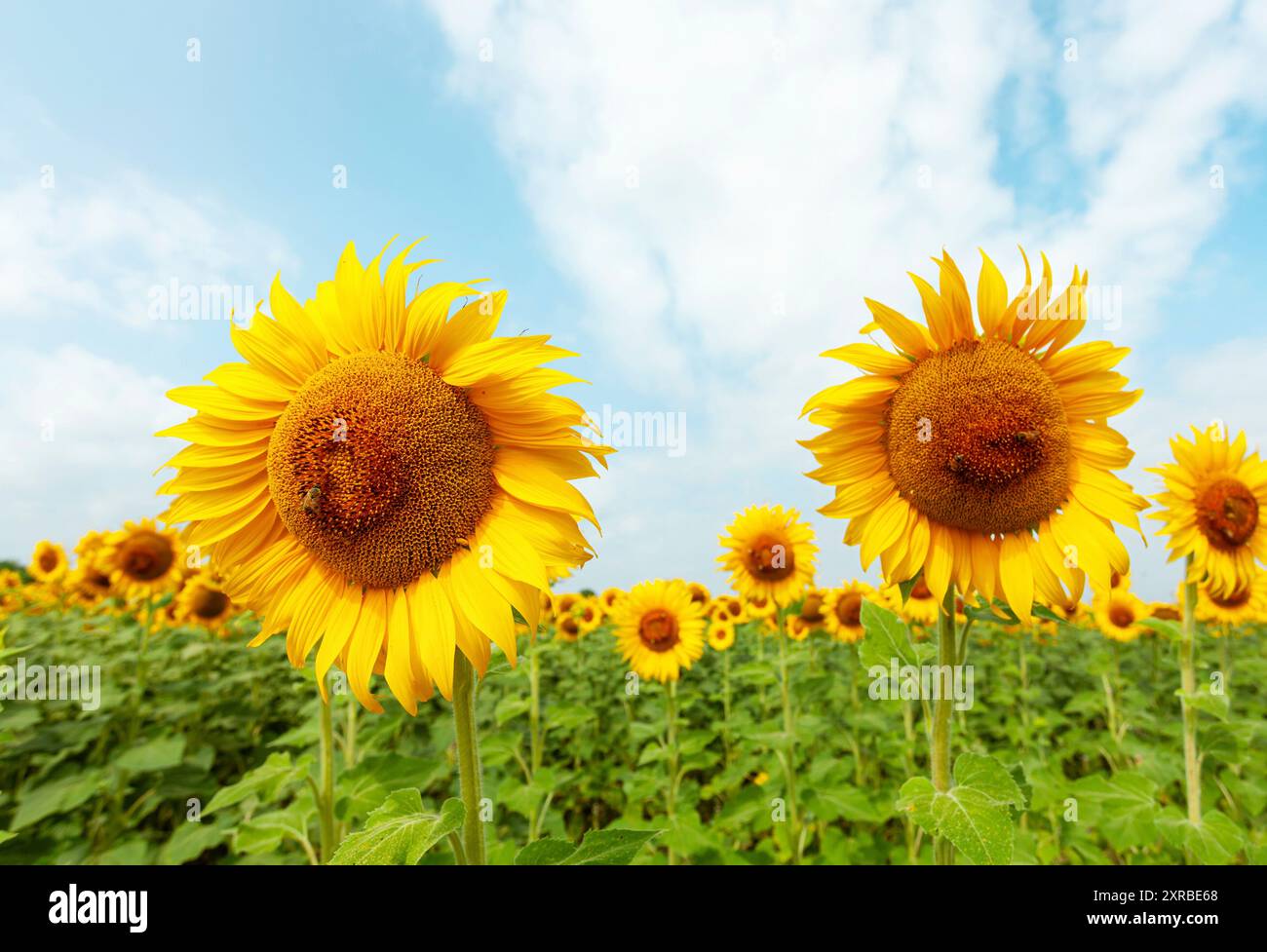 Field of sunflowers in full spring bloom with bee pollination Stock ...