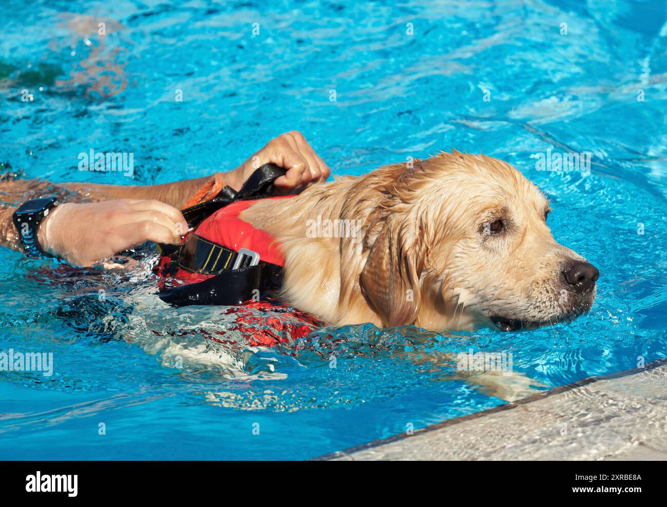 Lifeguard dog, rescue demonstration with the dogs in the pool Stock ...